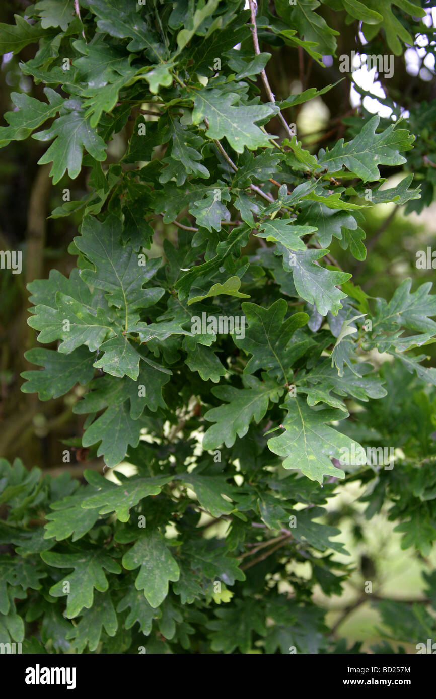 Pedunculate Oak or English Oak Tree Leaves, Quercus robur, "Fastigiata ...