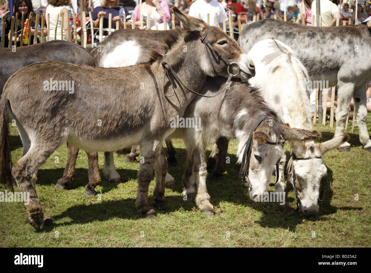 Donkey derby,old English traditional summer practice of small towns and ...