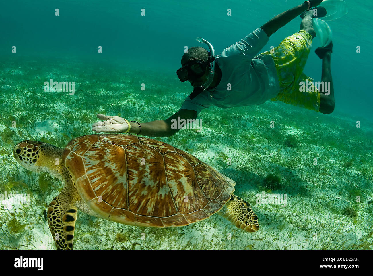 faster than a speeding turtle! Stock Photo - Alamy
