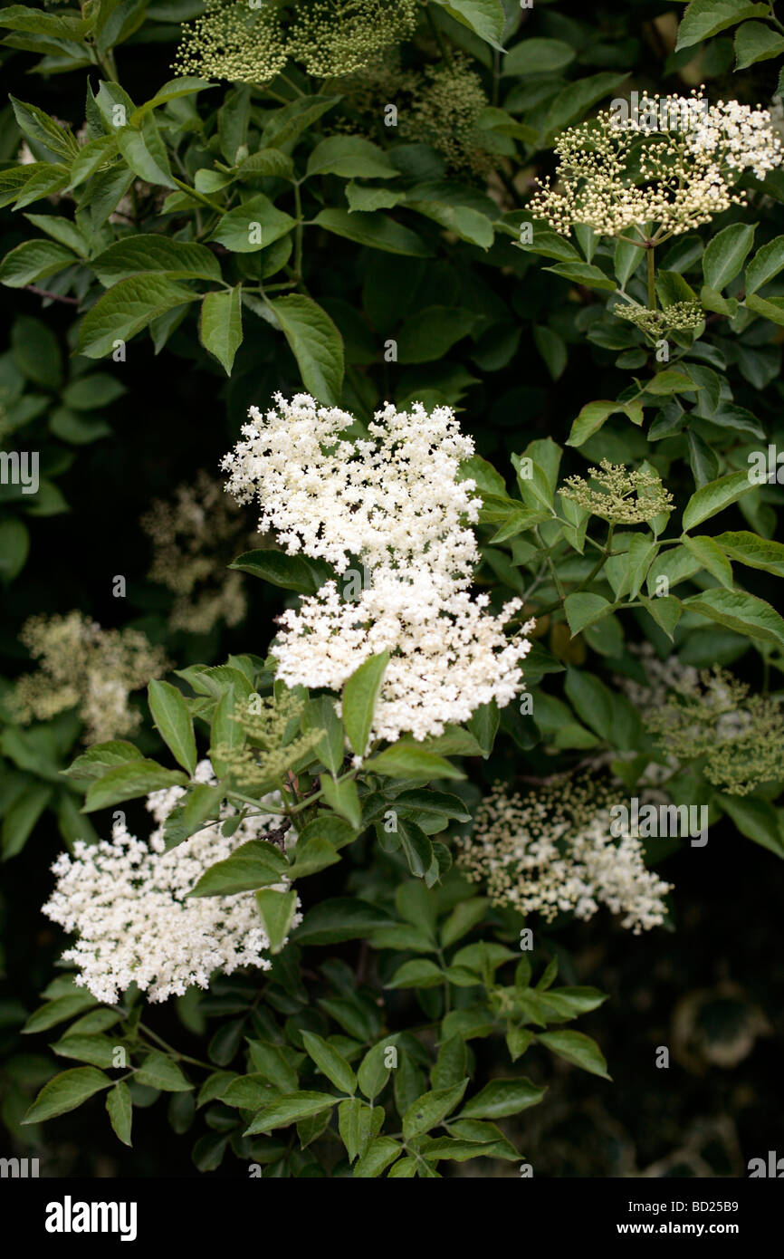 Elderflower tree hi-res stock photography and images - Alamy