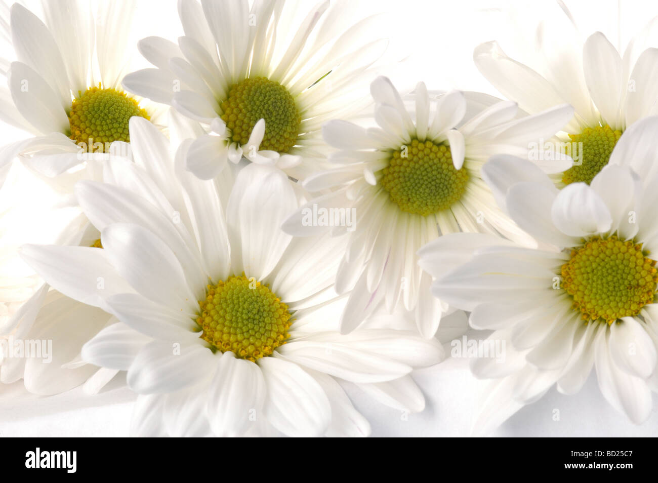 White gerbera hi-res stock photography and images - Alamy