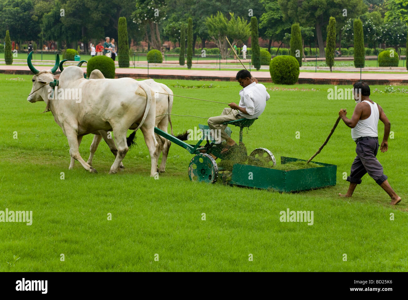 Oxen being used to cut the lawns of the Taj Mahal garden – the Charbagh ...