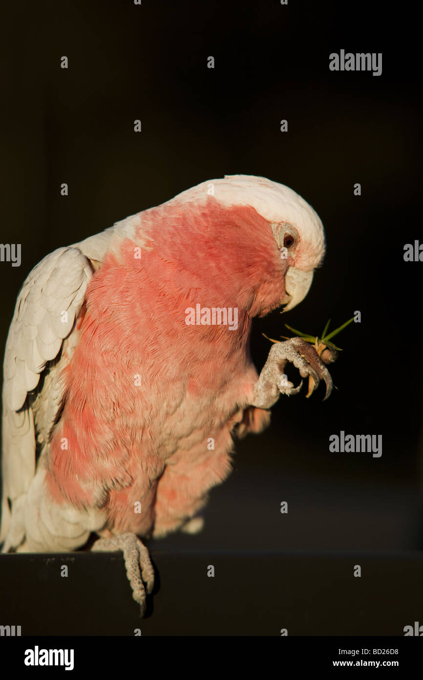 Galah australian bird native hi-res stock photography and images - Alamy
