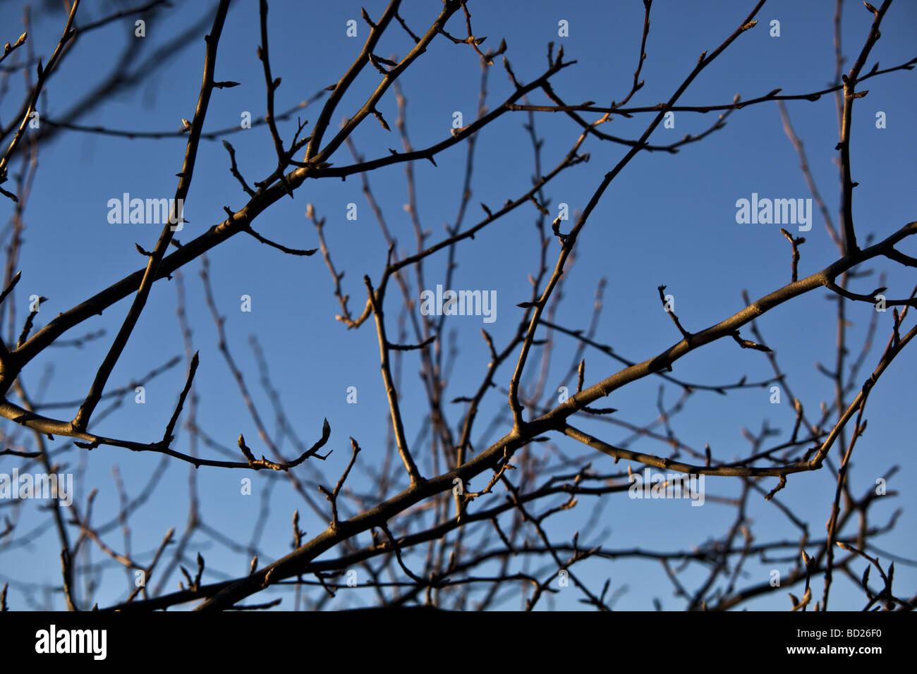 Tree no leaves hi-res stock photography and images - Alamy