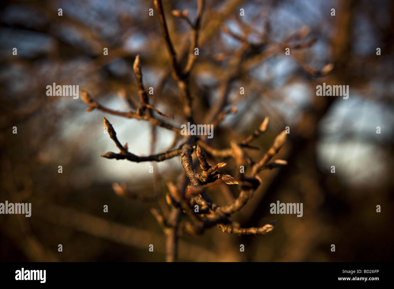 Tree no leaves hi-res stock photography and images - Alamy