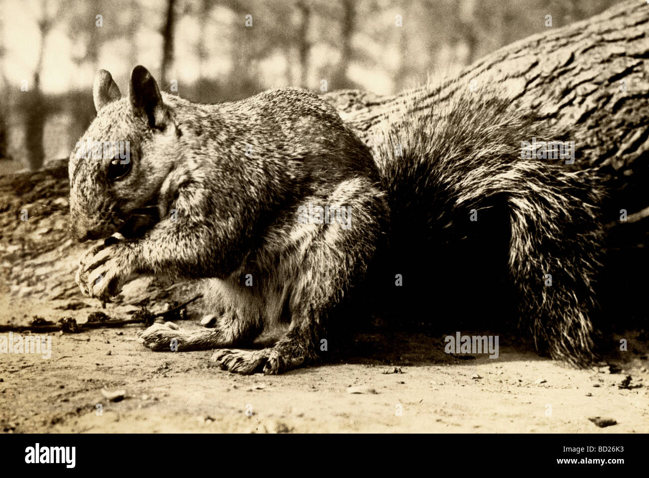 Squirrel holding nut hi-res stock photography and images - Alamy