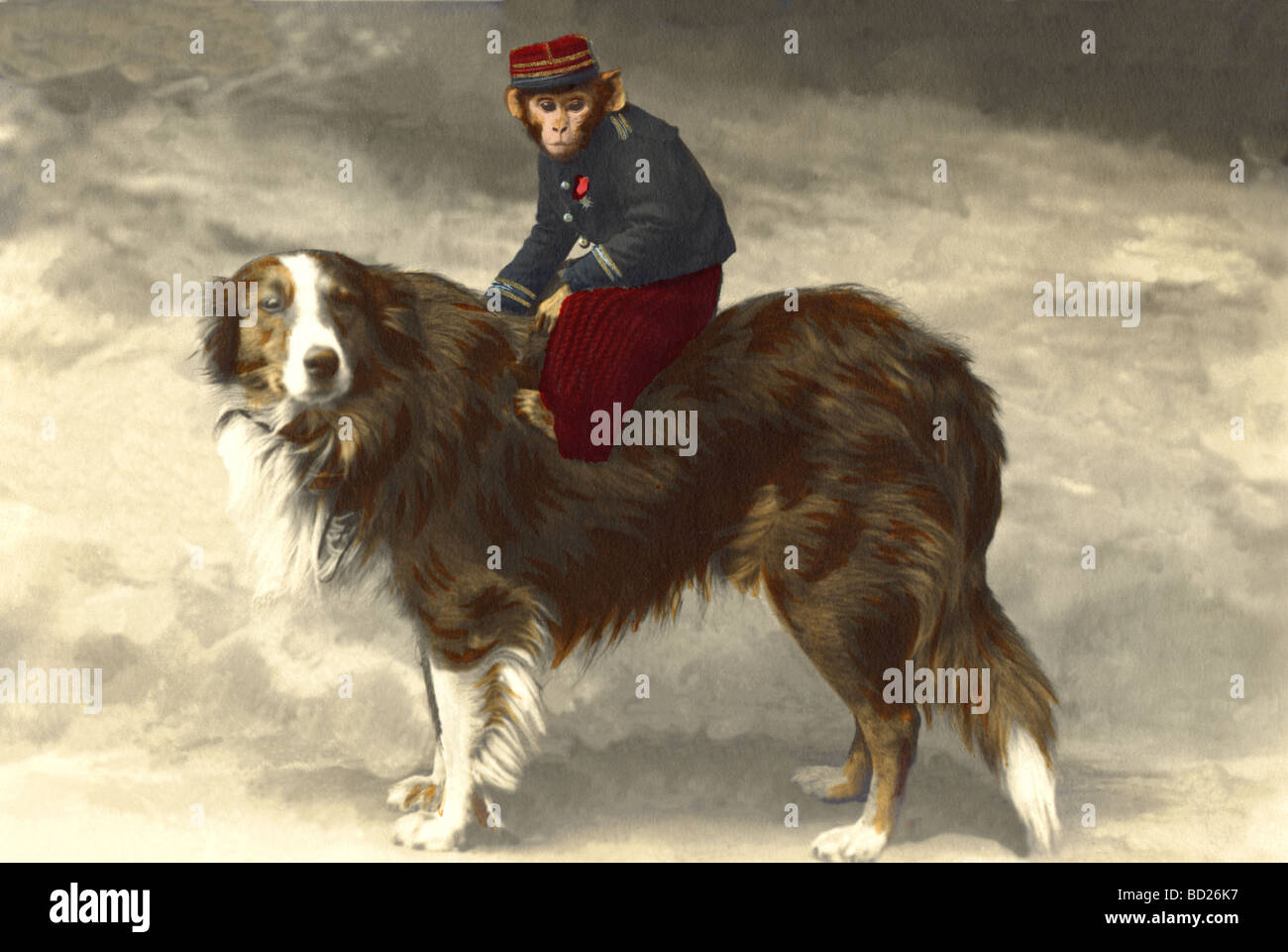 Monkey riding dog hi-res stock photography and images - Alamy