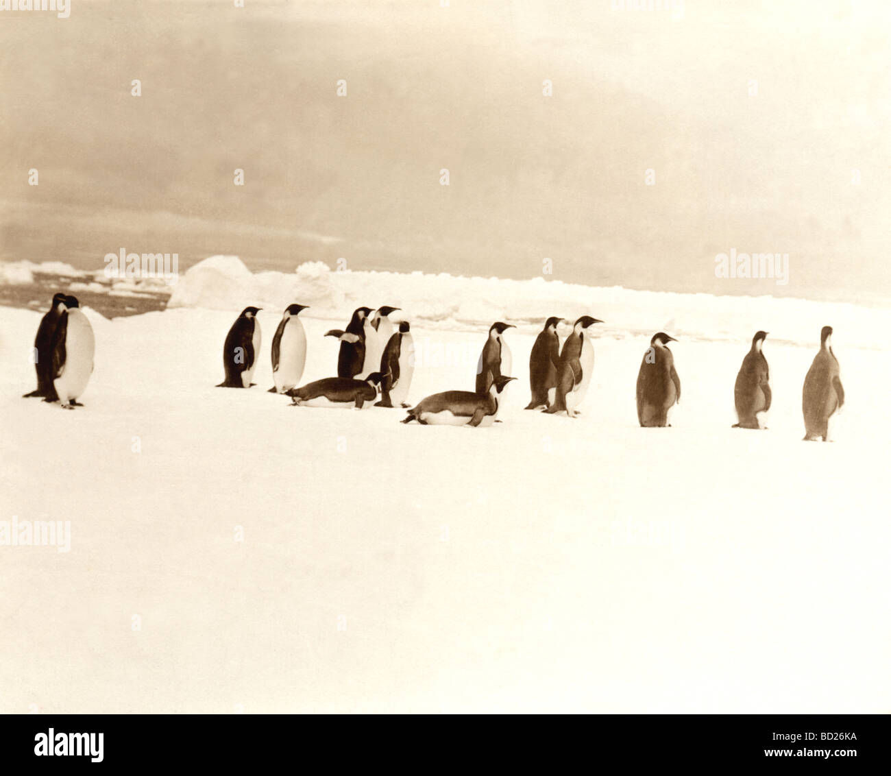 March of the penguins hi-res stock photography and images - Alamy