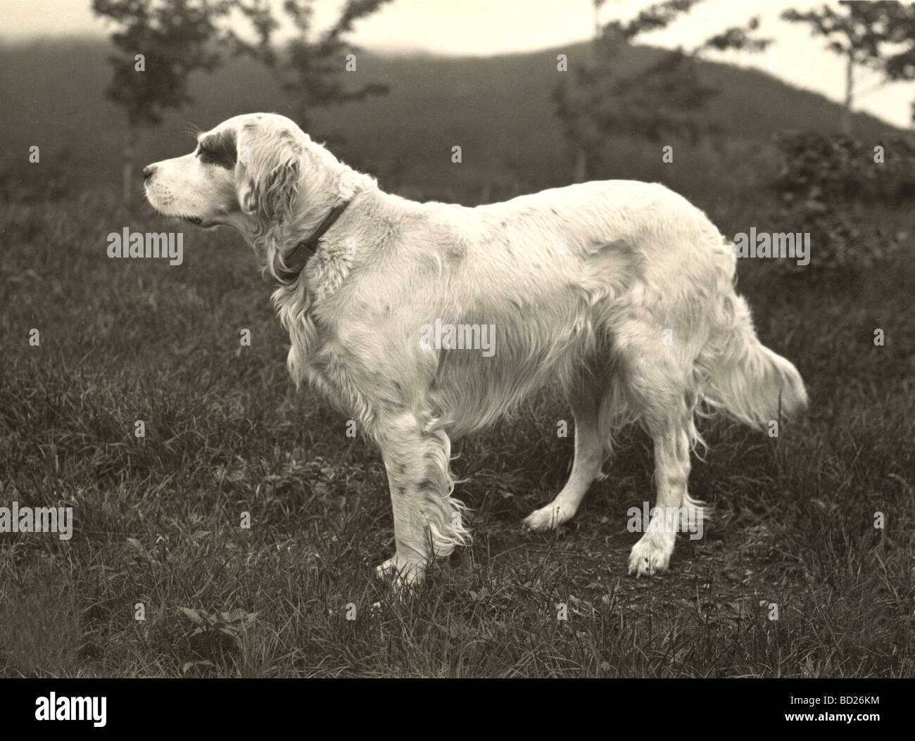 Beautiful White Spaniel Hunting Dog Stock Photo - Alamy