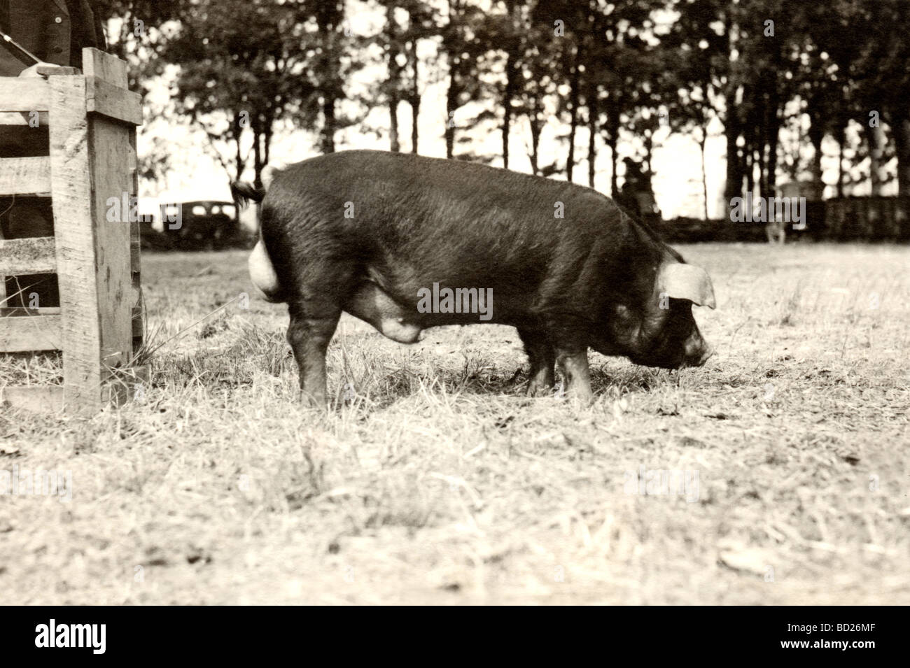 Pig feeding grazing hi-res stock photography and images - Alamy