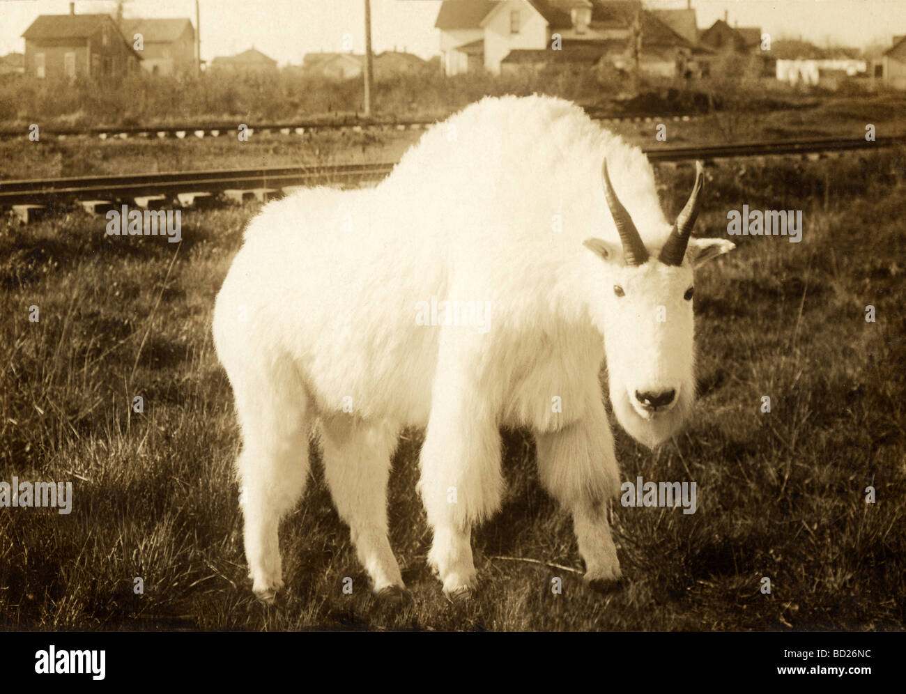 Goat tracks hi-res stock photography and images - Alamy