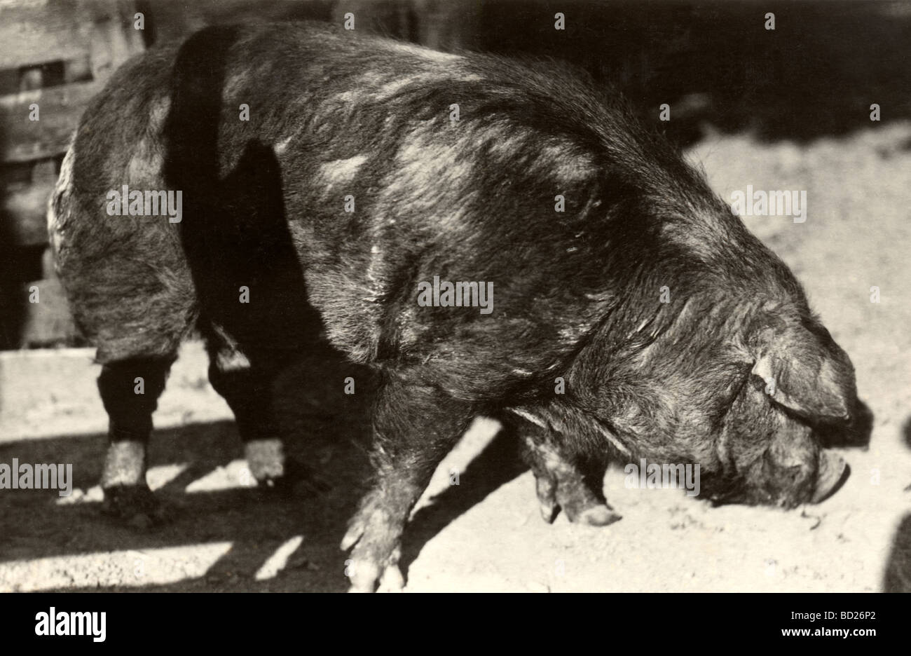 Hog Grazing in Feedlot Stock Photo - Alamy
