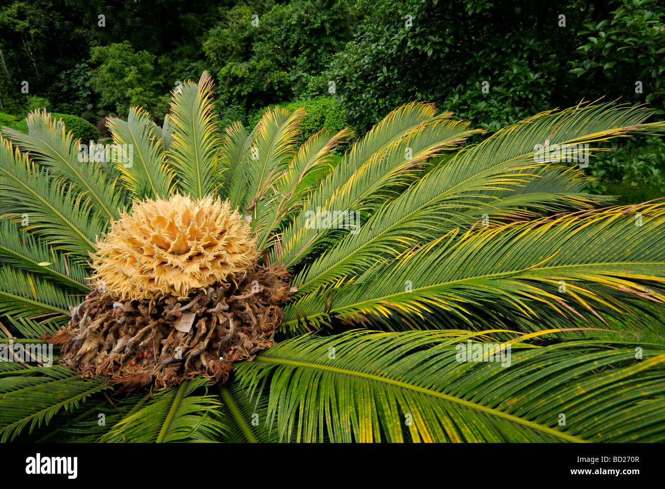 Cycad flower hi-res stock photography and images - Alamy