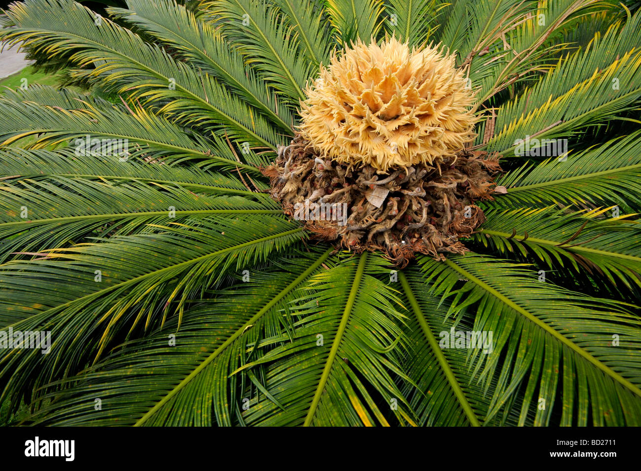 Cycad seed hi-res stock photography and images - Alamy