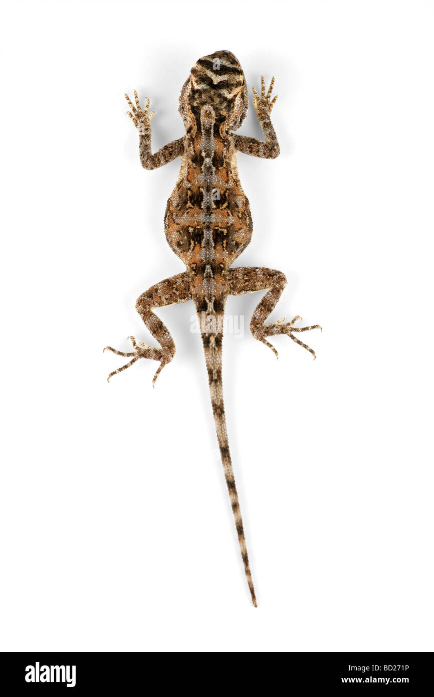 Agama Agama Female Stock Photos & Agama Agama Female Stock Images - Alamy
