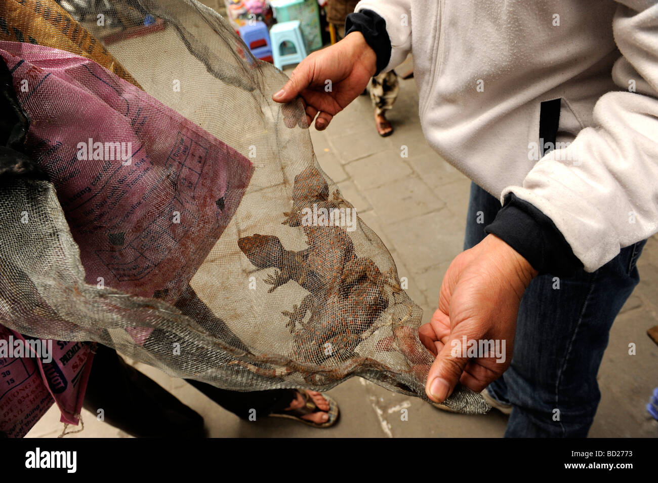 Vietnam Gecko High Resolution Stock Photography and Images - Alamy