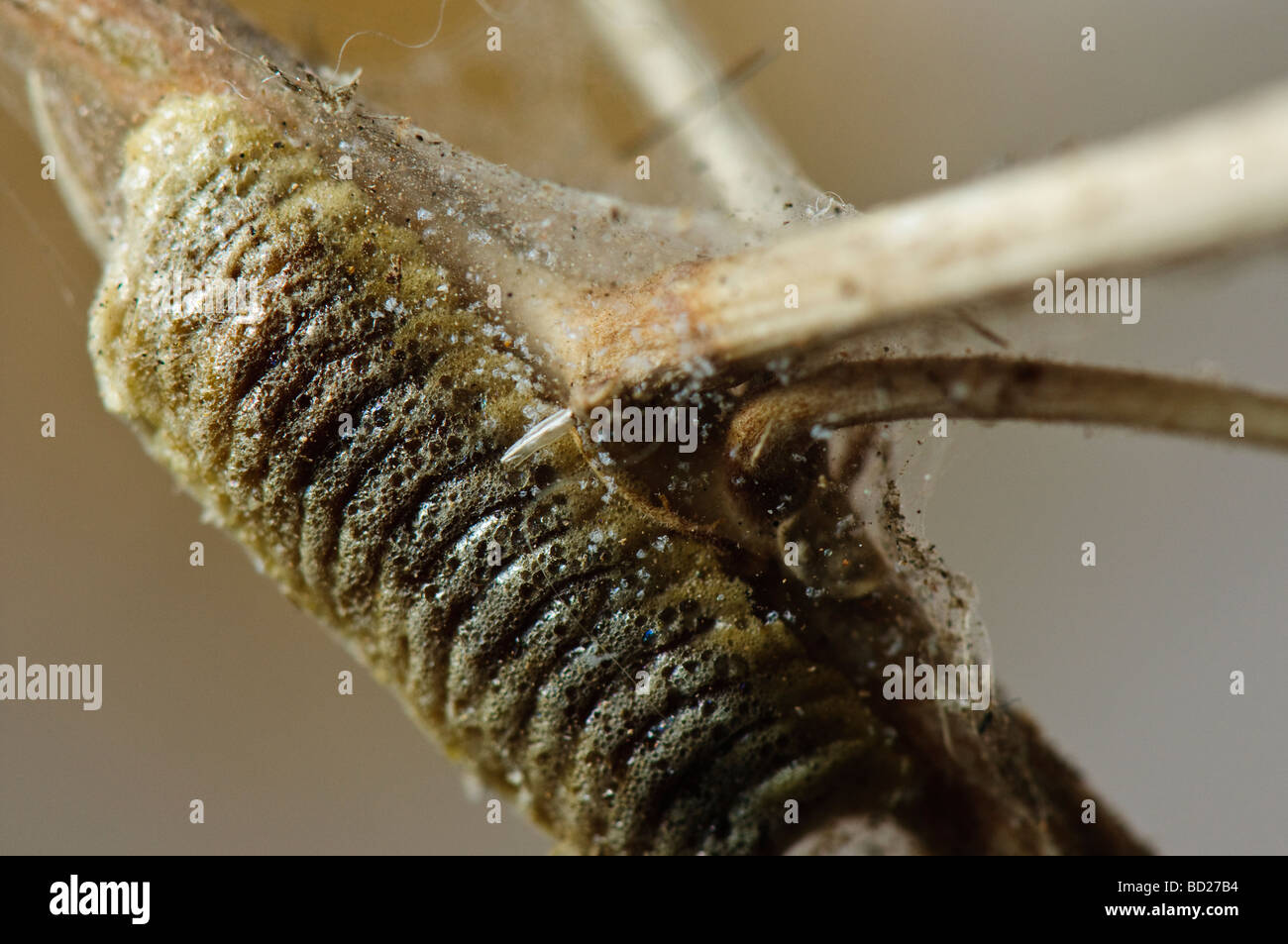 Praying Mantis egg casing on a branch Stock Photo - Alamy