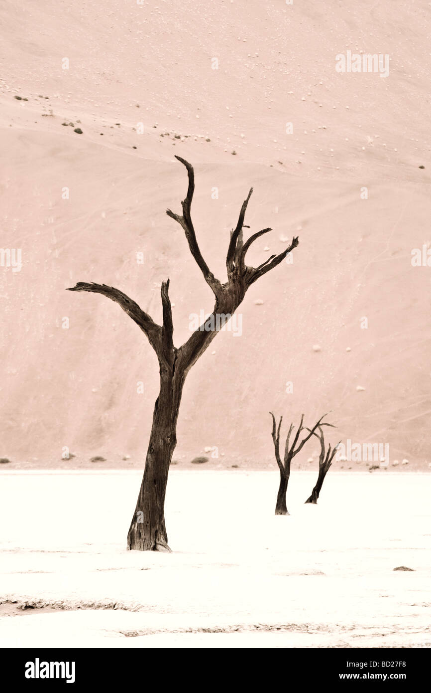 Dead trees of Deadvlei near Sossusvlei in the Namib dersert Namibia ...