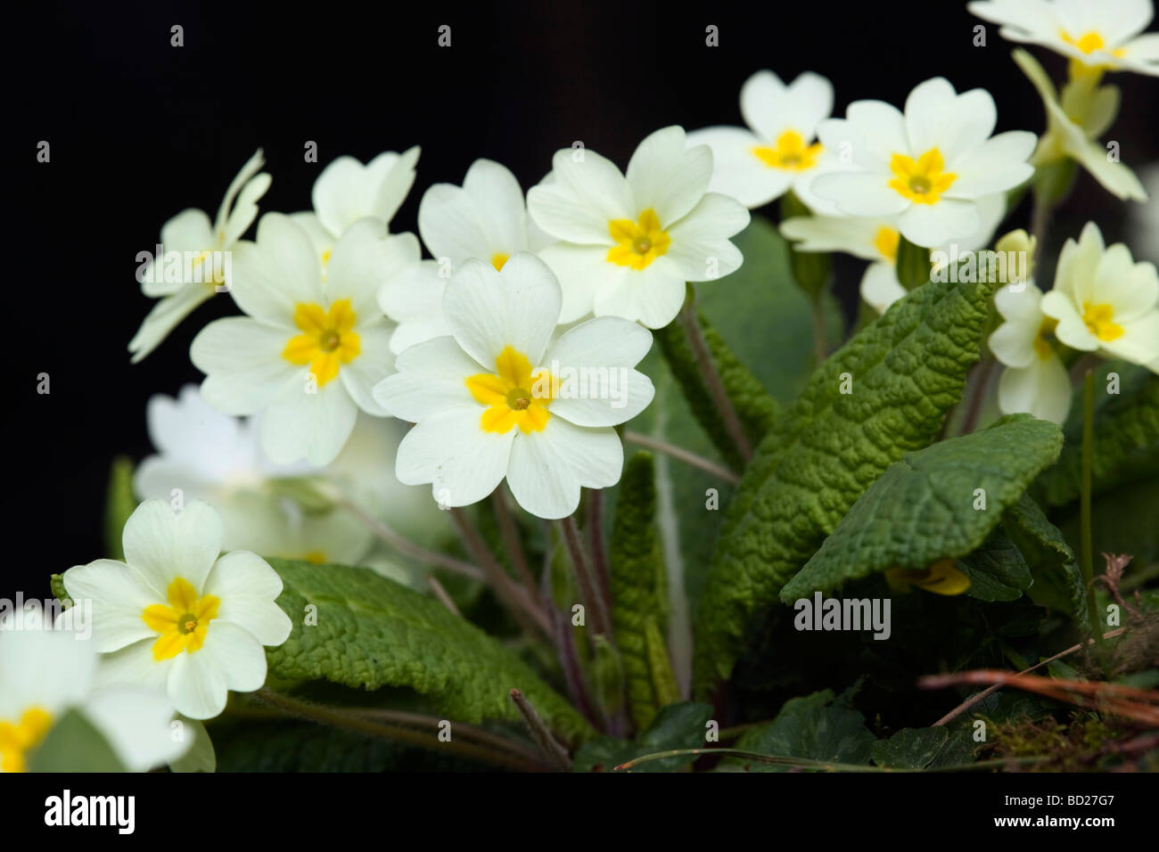 primroses Primula vulgaris spring cornwall Stock Photo - Alamy