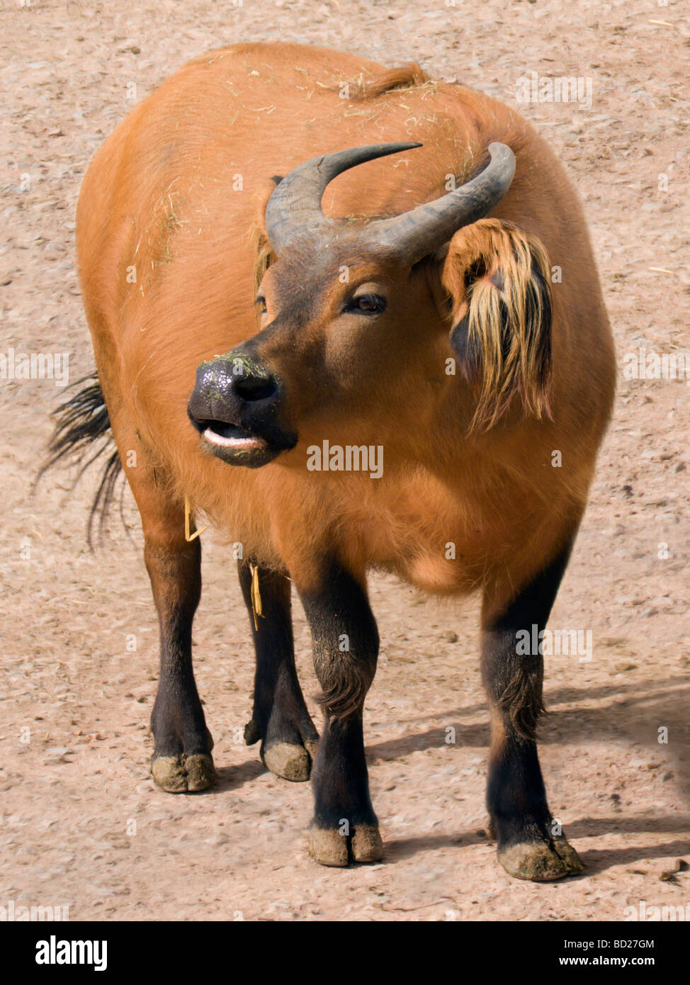 Congo buffalo hi-res stock photography and images - Alamy