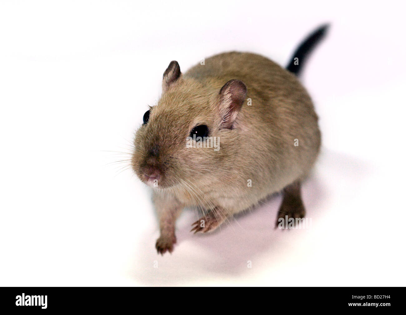 Female gerbils hi-res stock photography and images - Alamy