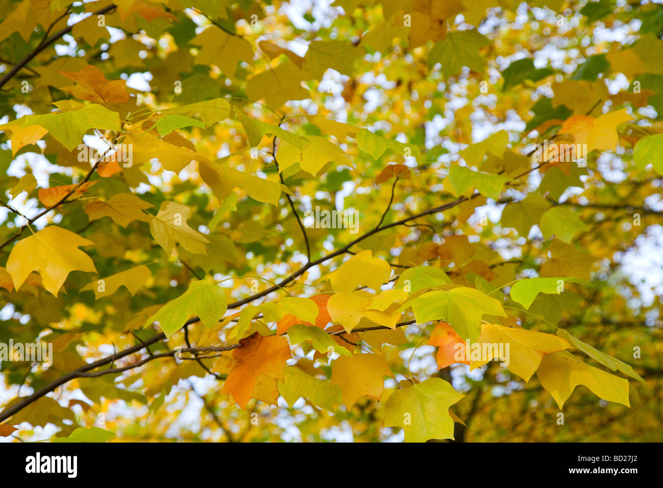 Yellow tree foliage natural autumn background Stock Photo - Alamy