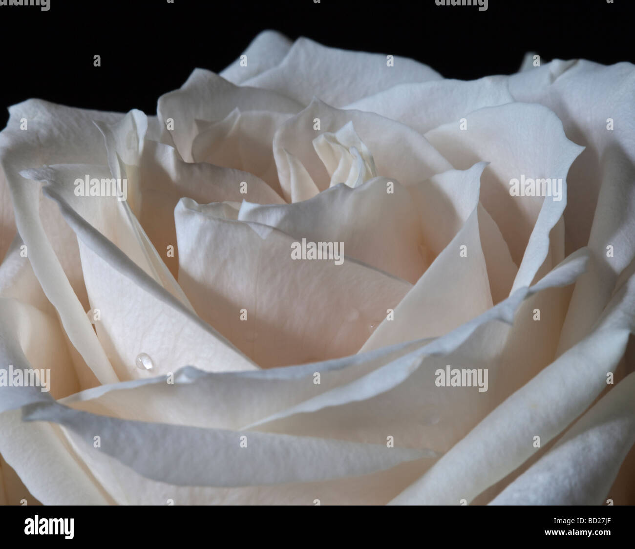 Ivory rose hi-res stock photography and images - Alamy