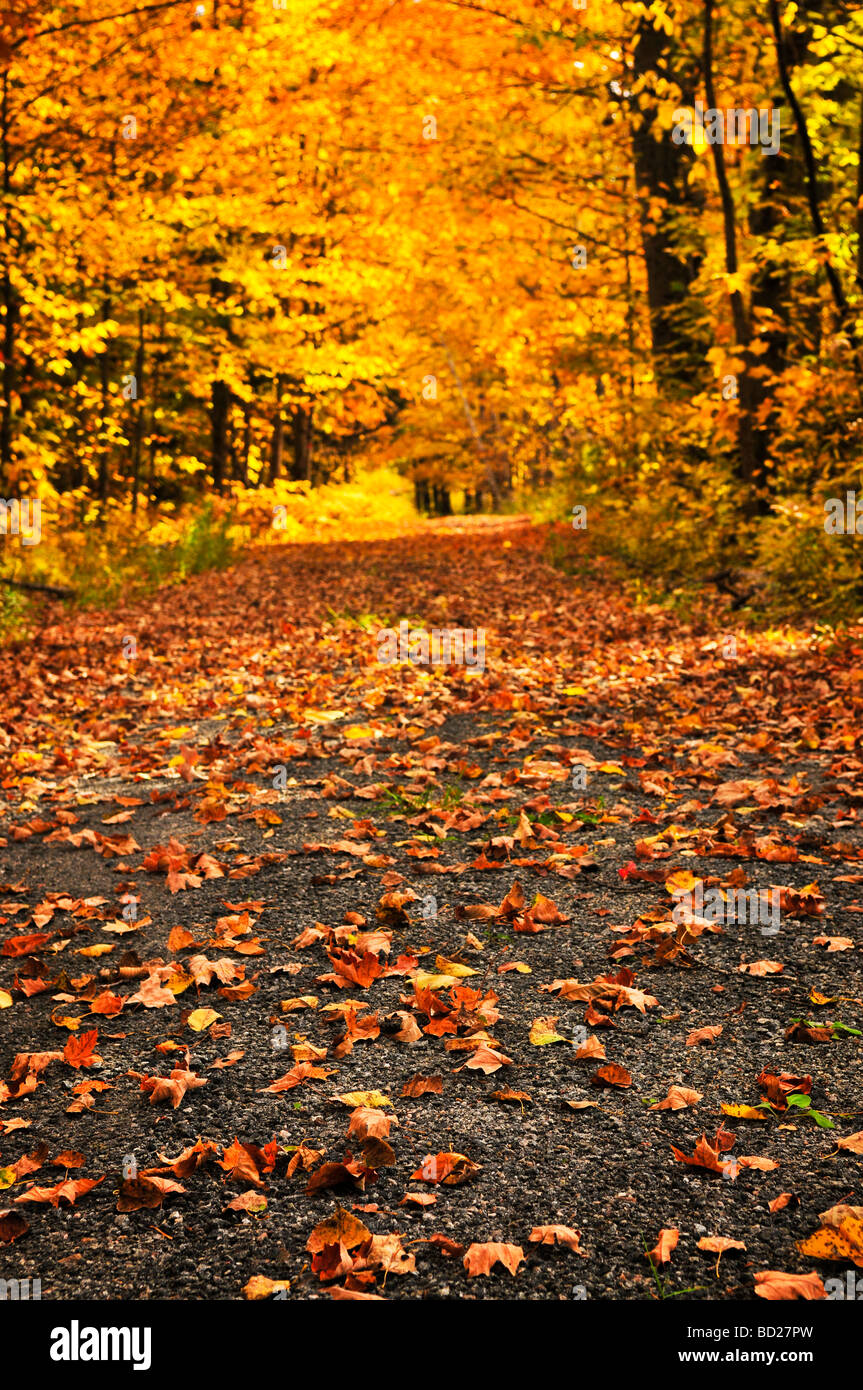 Big ash tree in leaf hi-res stock photography and images - Alamy