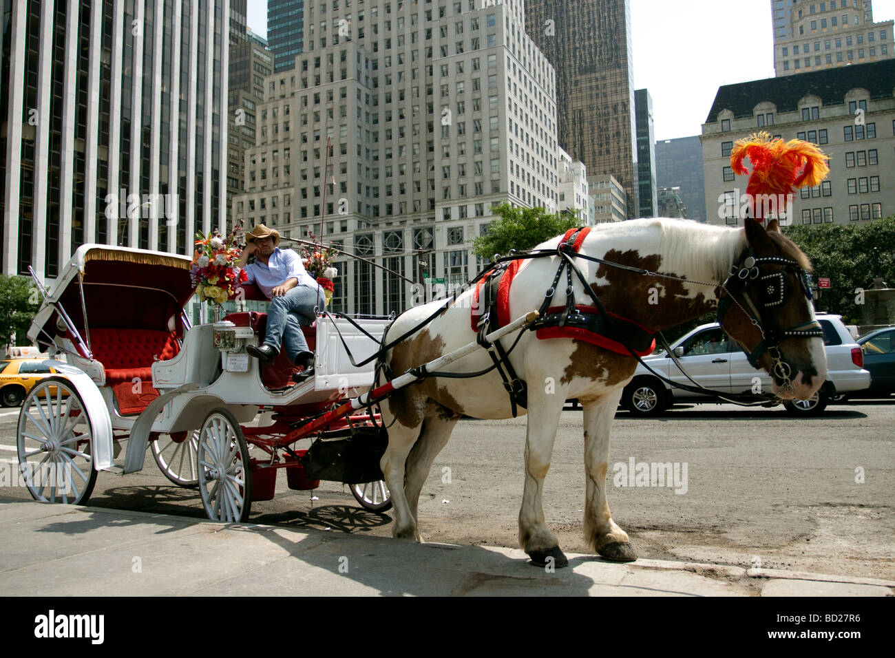Hackney horse hi-res stock photography and images - Alamy