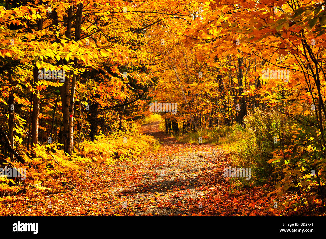 Autumn leaf fall on a lane hi-res stock photography and images - Alamy