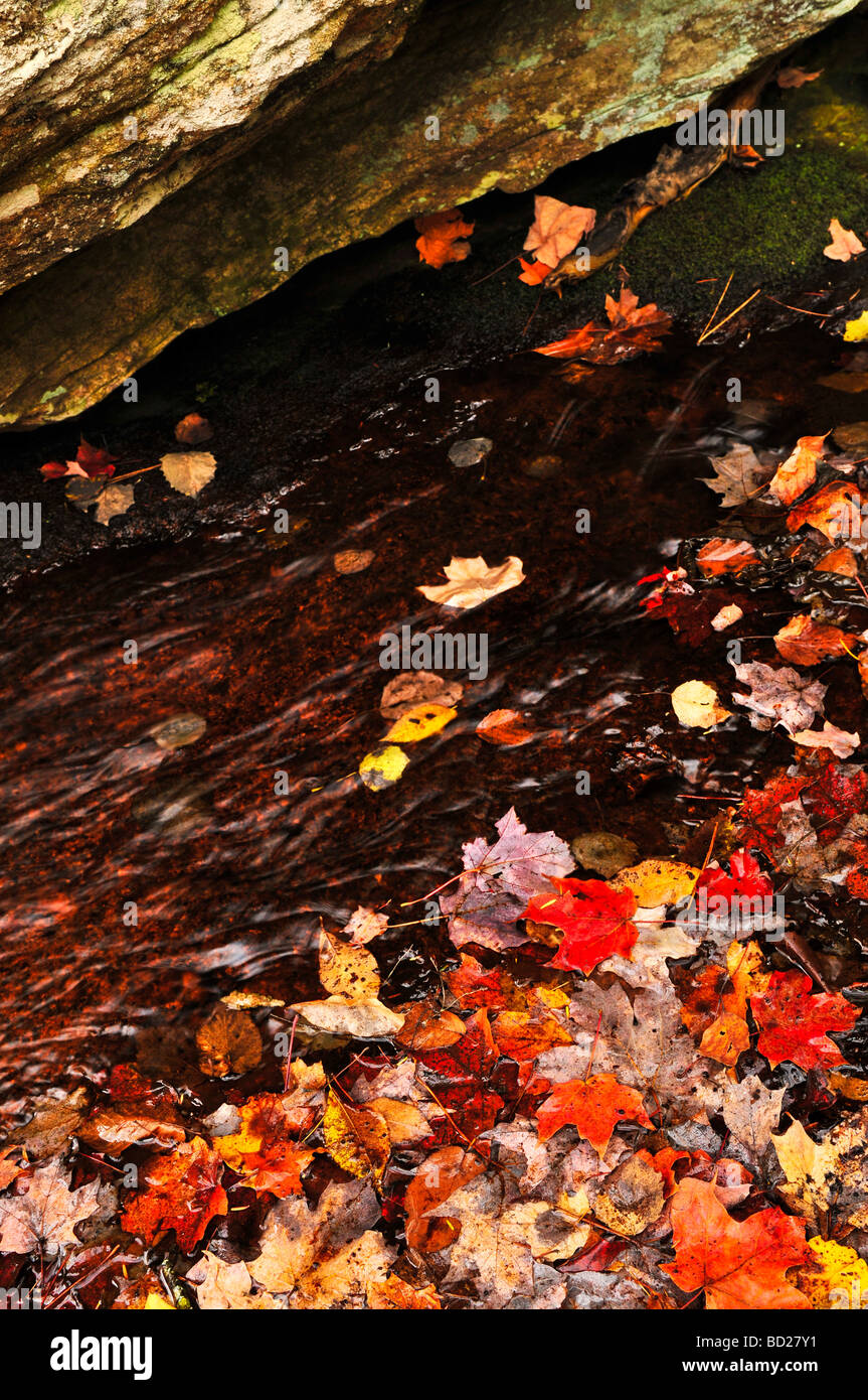 Shore of fall forest with colorful leaves floating in water Stock Photo ...