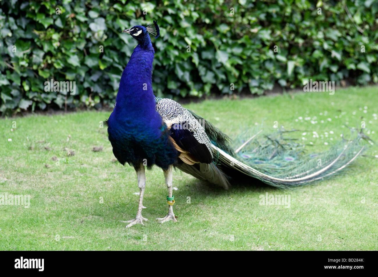 Indian blue peacock hi-res stock photography and images - Alamy