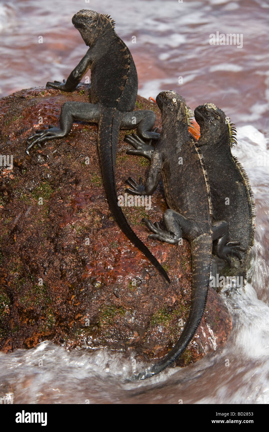 Marine Iguanas (Amblyrhynchus cristatus) resting on iron rich rock ...