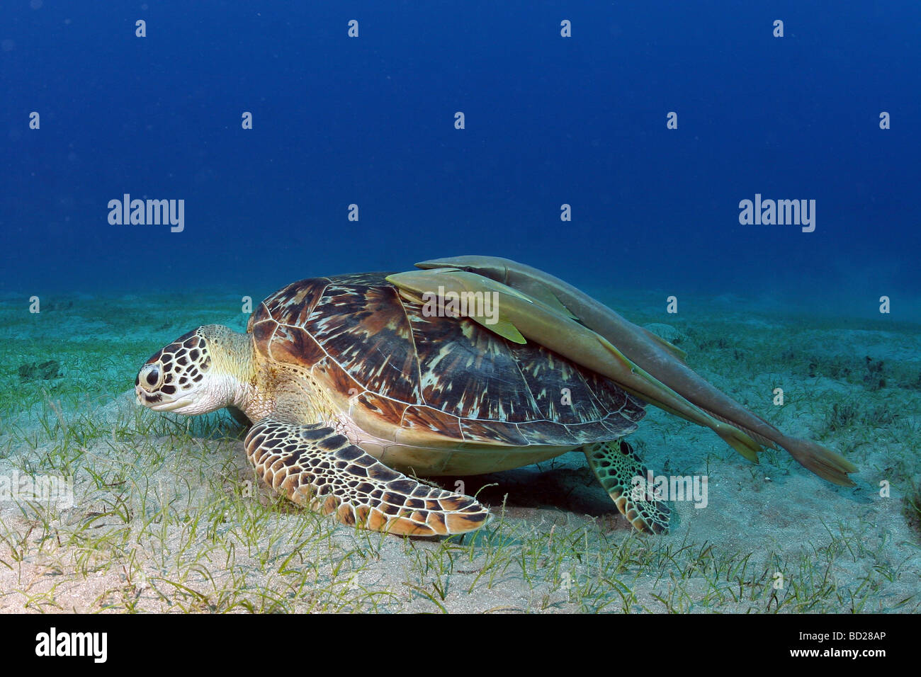 Encounter with an Hawksbill Turtle while diving in the Red Sea near ...