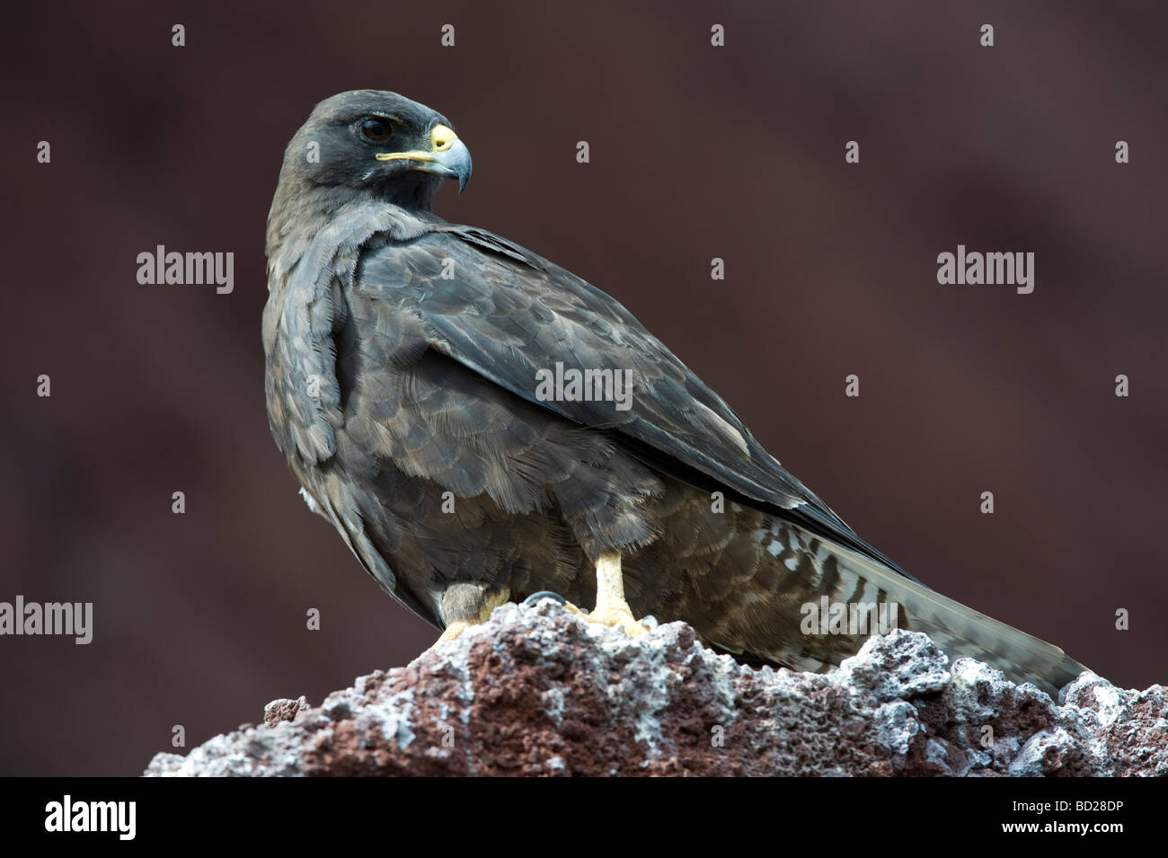 Galapagos Hawk (Buteo galapagoensis) perched on iron rich rock Rabida ...