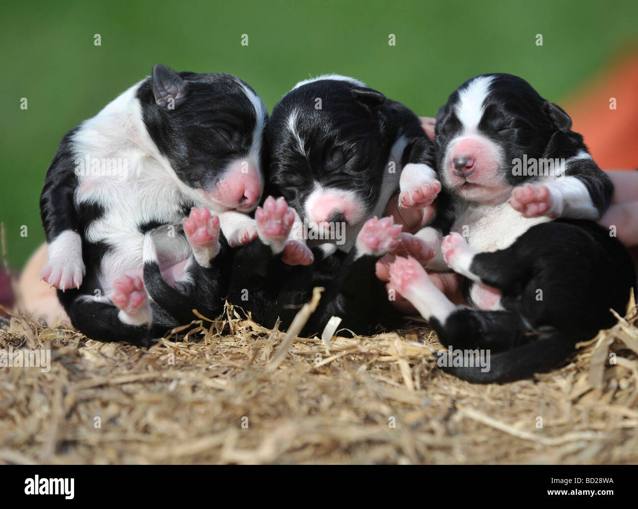baby 5 week old Collie Kelpie puppies Stock Photo - Alamy