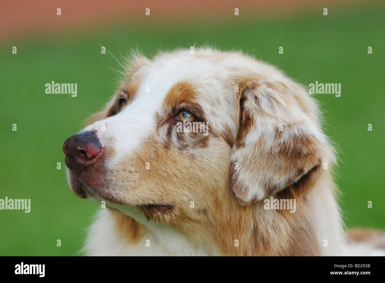 Australian shepherd (Aussie) dog portrait Stock Photo - Alamy