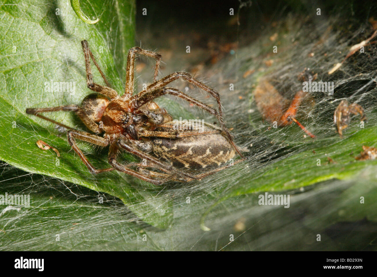 Spiders Mating