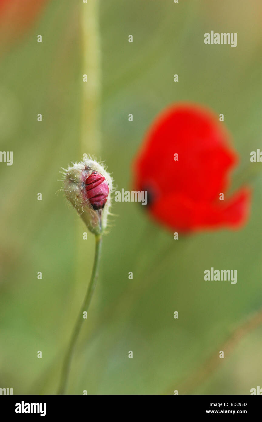 Israel red poppies Papaver umbonatum Opening flower bud Stock Photo - Alamy
