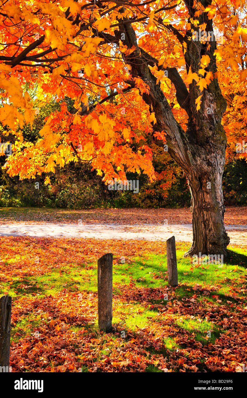 Old big leaf maple tree hi-res stock photography and images - Alamy