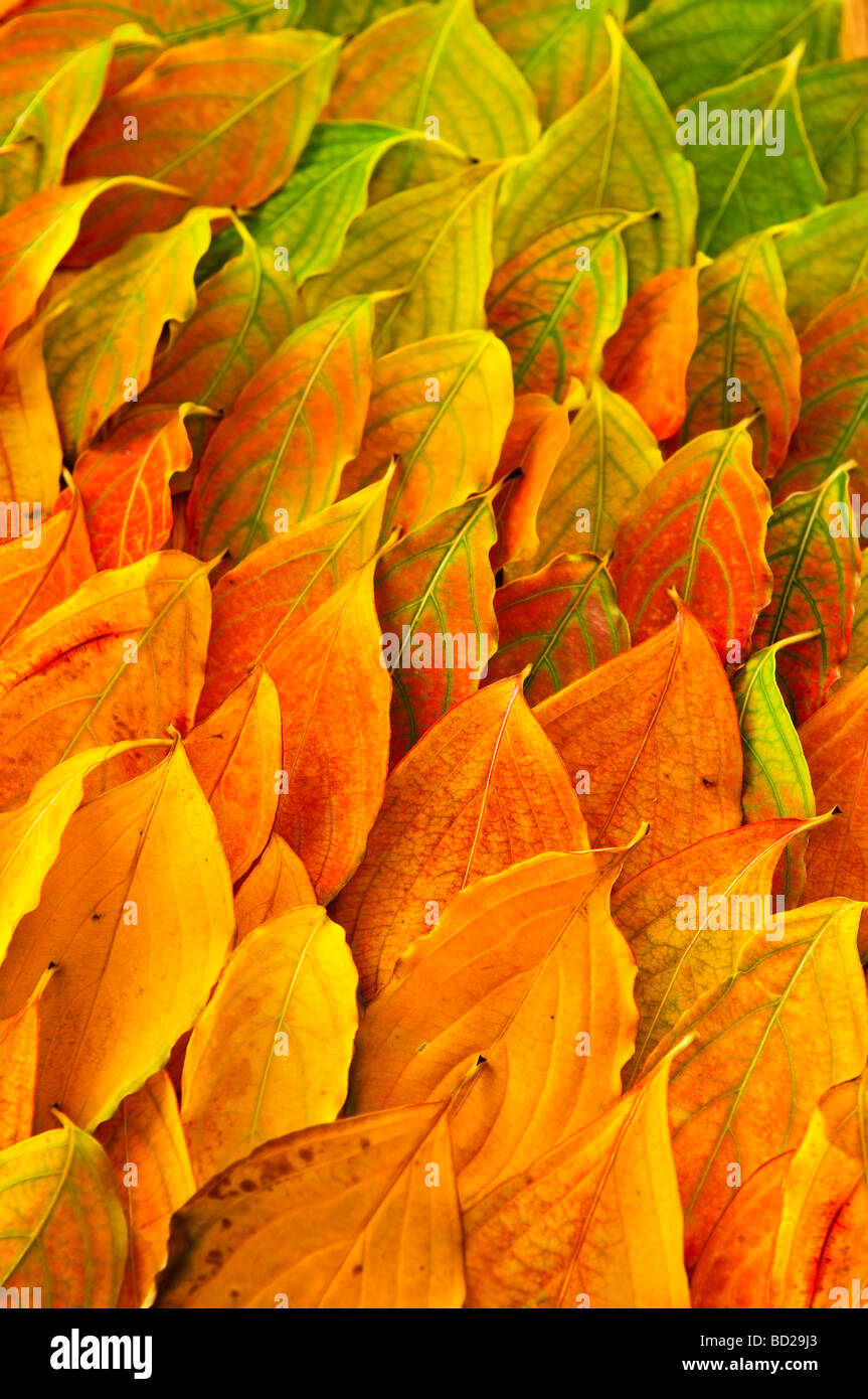 Colorful fall background of arranged autumn leaves Stock Photo - Alamy