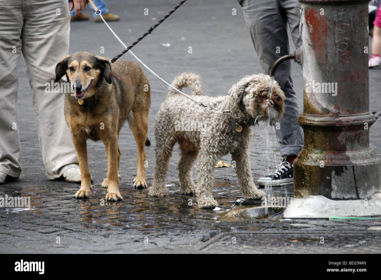 Fountain and drinking walker hi-res stock photography and images - Alamy