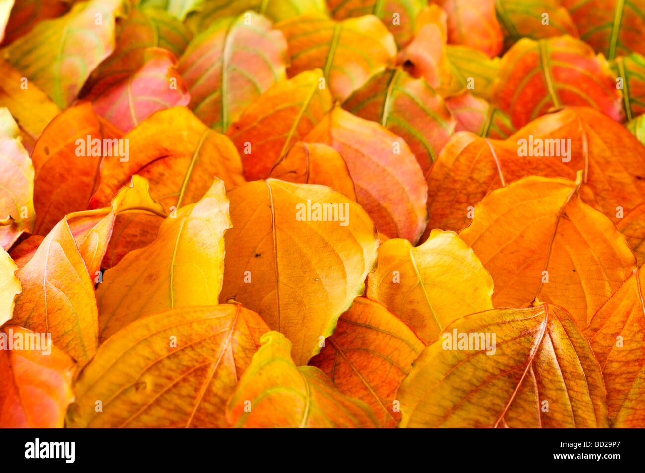Colorful fall background of arranged autumn leaves Stock Photo - Alamy