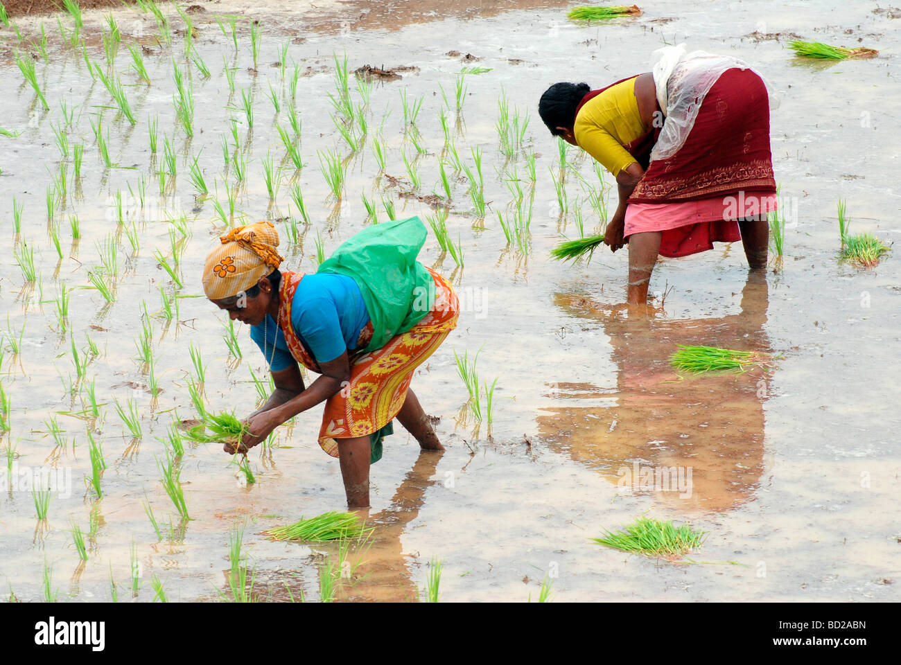 Indian women planting paddy field hi-res stock photography and images ...
