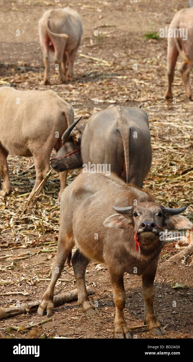 Group of buffalos in a field in Thailand Stock Photo - Alamy