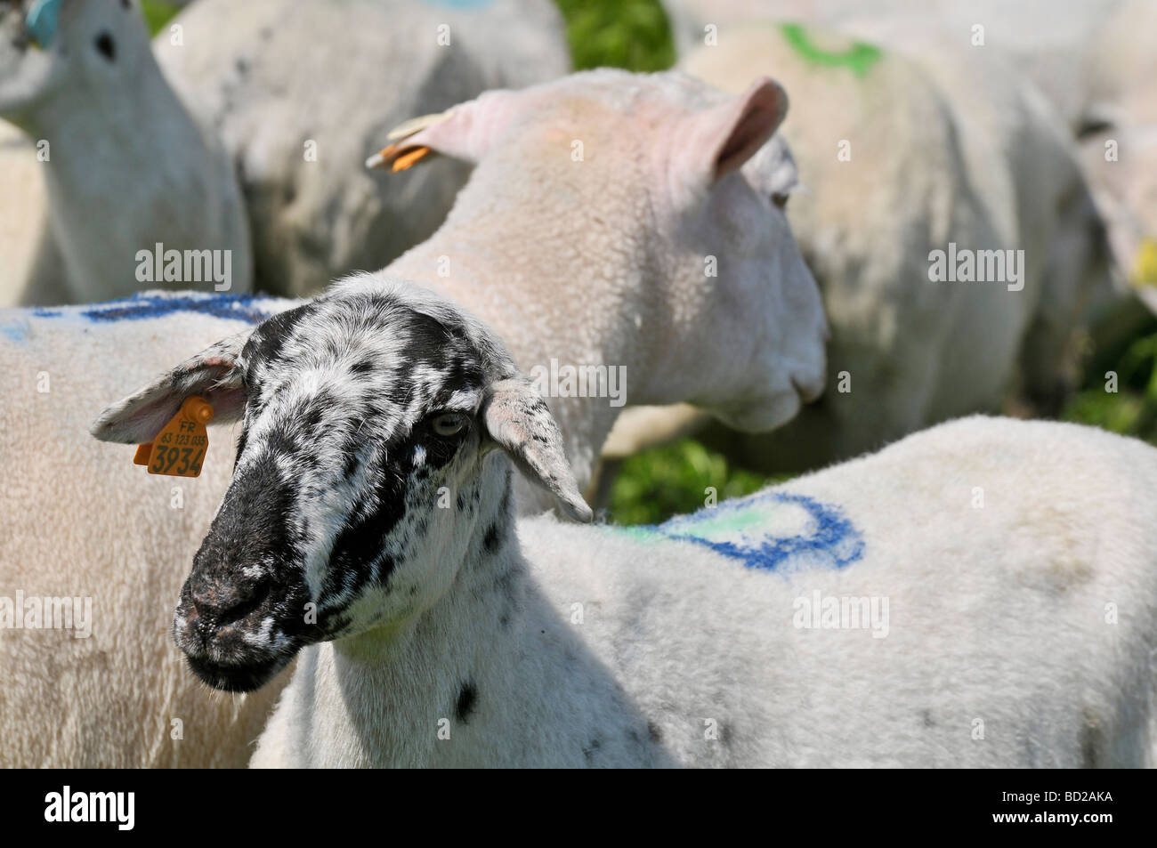 Rava hi-res stock photography and images - Alamy