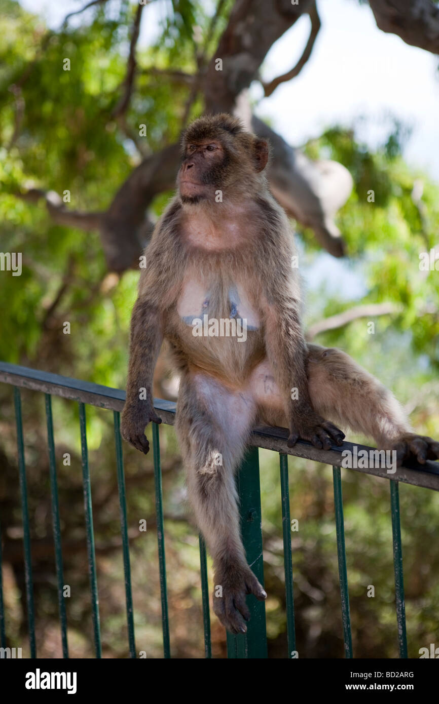 Gibraltar Barbary Macaque /Macaca sylvanus Stock Photo - Alamy
