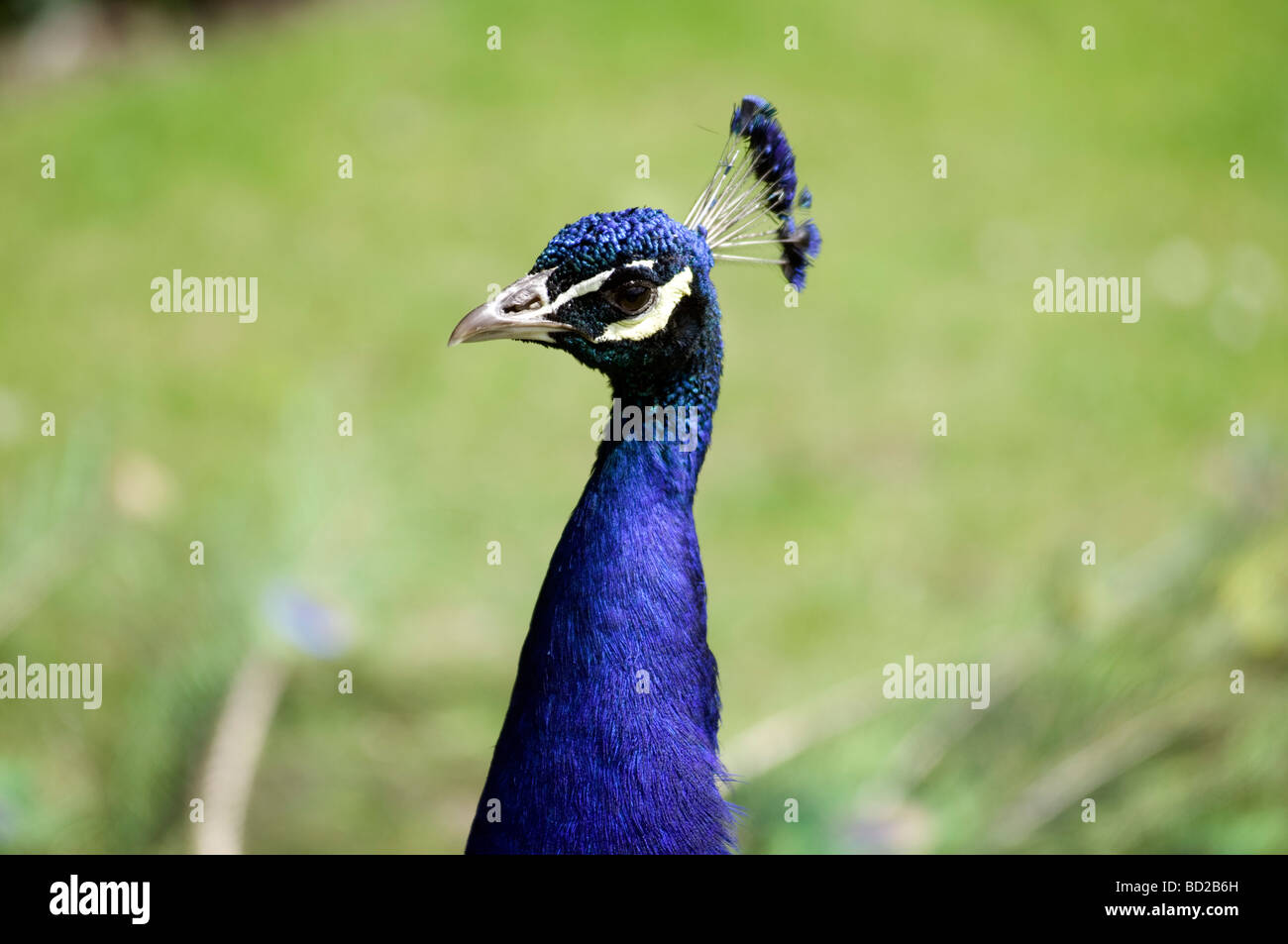 Indian peacocks hi-res stock photography and images - Alamy