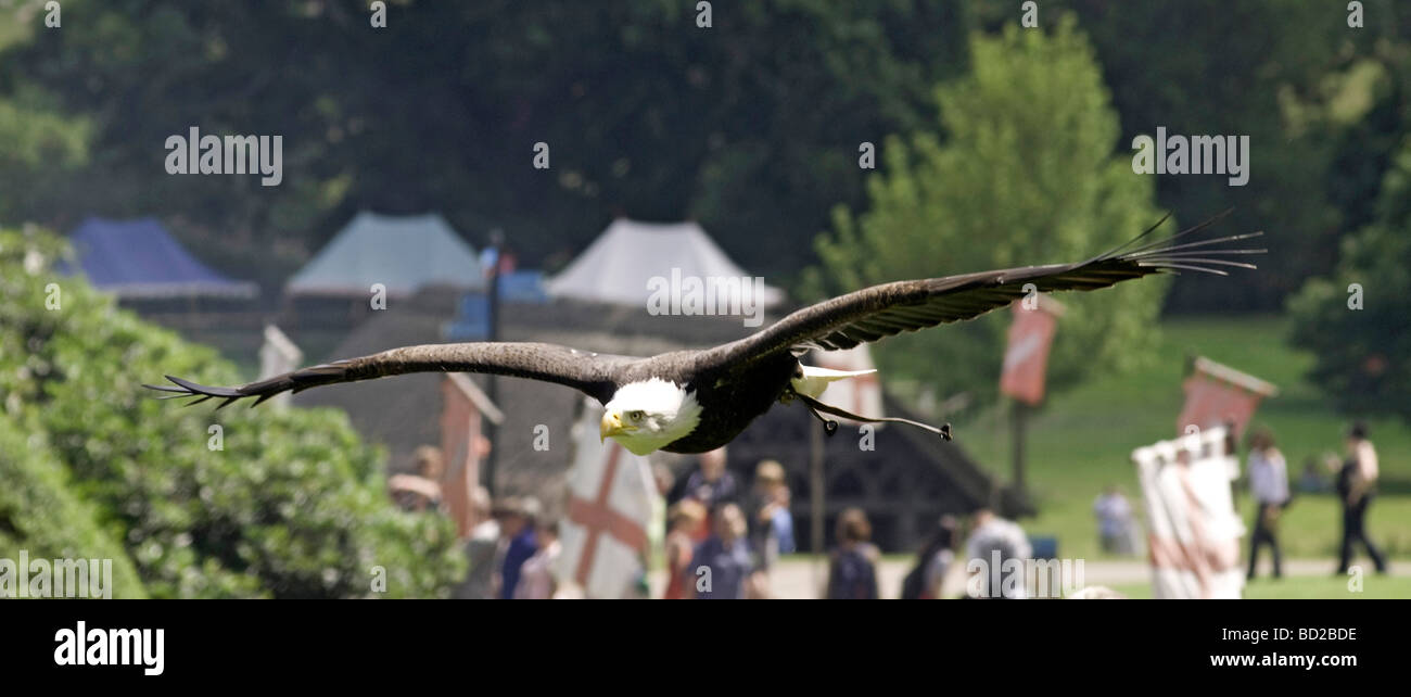 Bald Eagle, bird of prey in flight during show at Warwick Castle ...