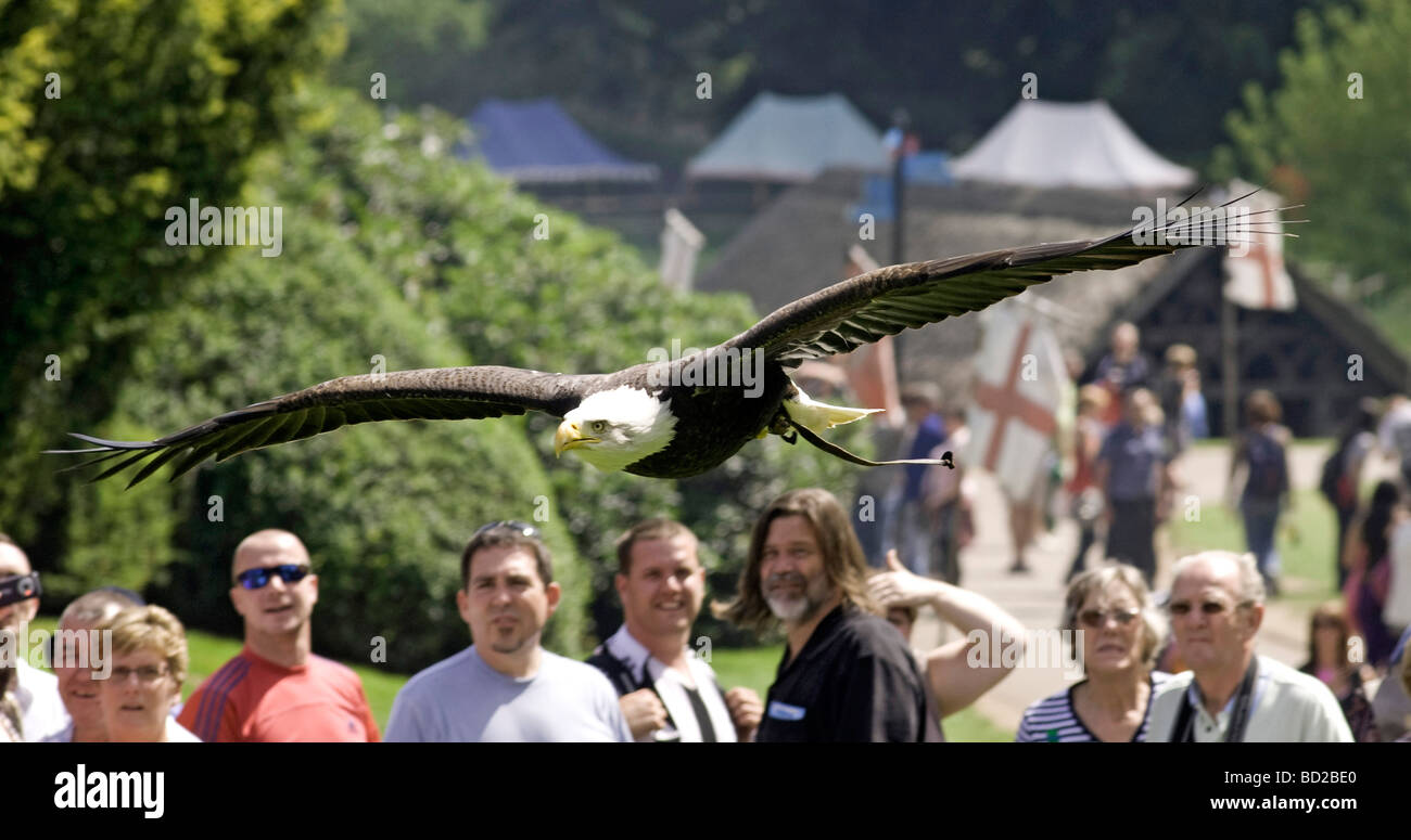 Bald Eagle, bird of prey in flight during show at Warwick Castle ...